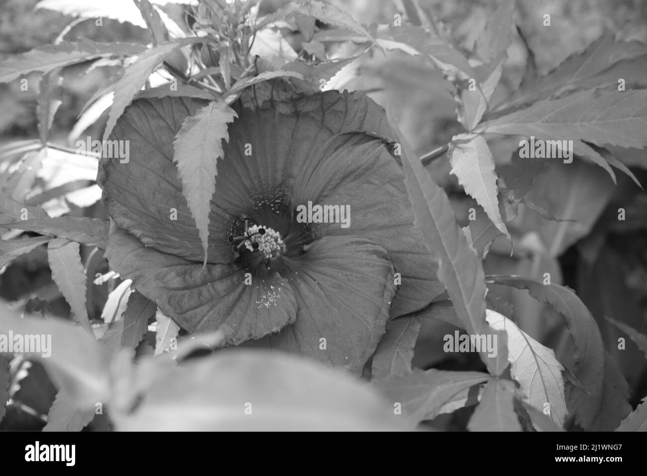Big white flower Black and White Stock Photos & Images - Alamy