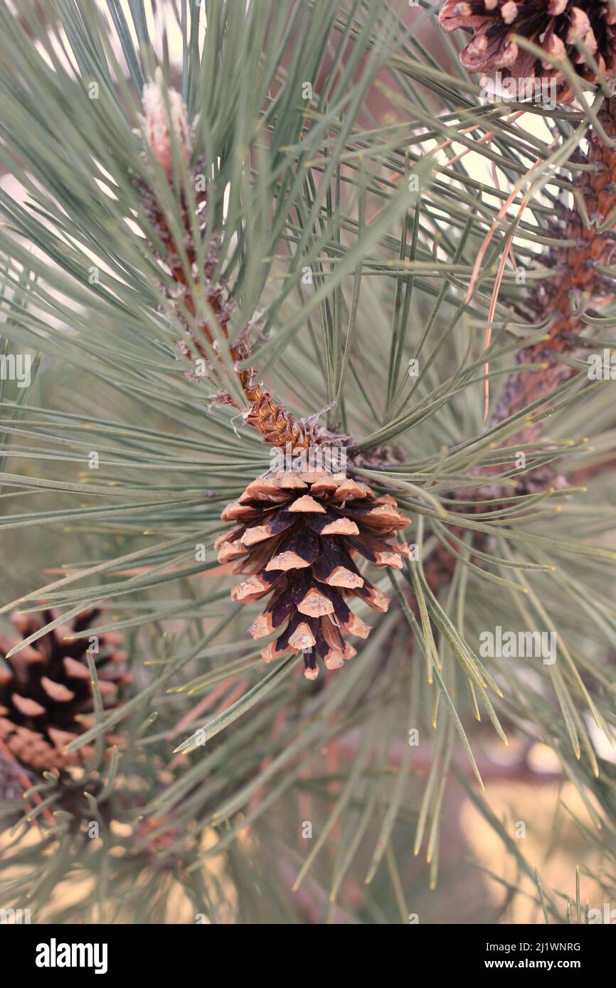Gorgeous pine cone growing on the bough of a pine tree in the bright ...