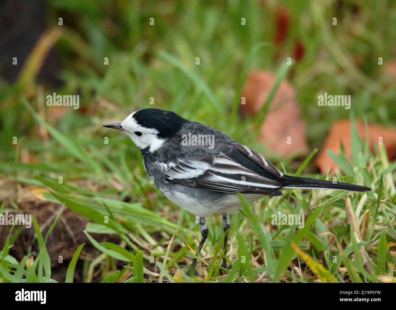 Pied wagtail flying hi-res stock photography and images - Alamy