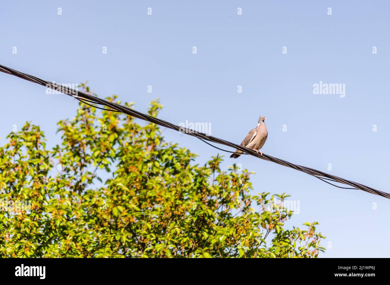 Dove on a wire hi-res stock photography and images - Alamy