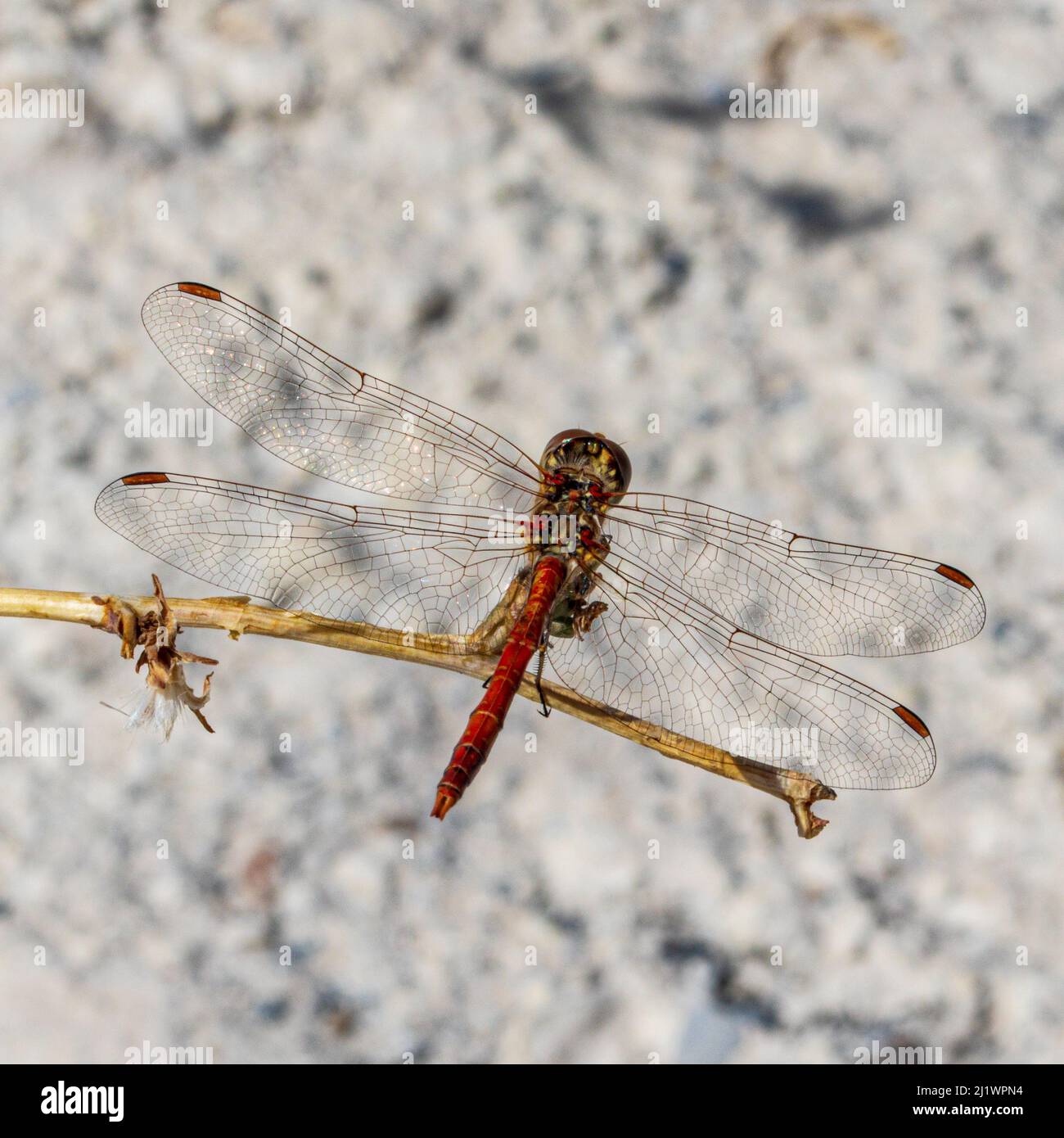 Sympetrum striolatum, Common Darter Dragonfly Stock Photo - Alamy