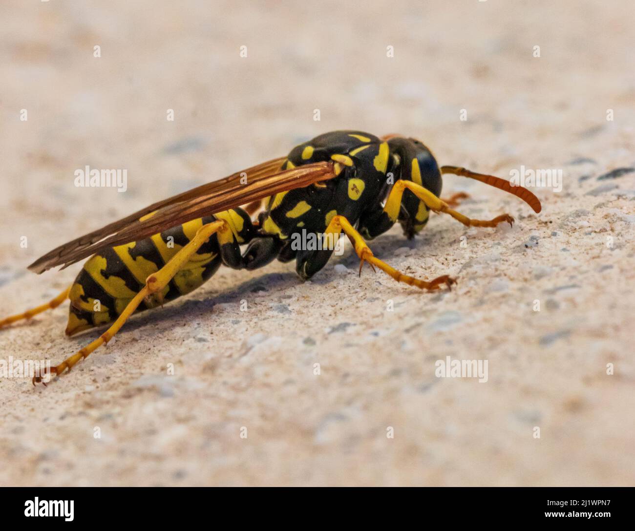 Vespula germanica, German Wasp Stock Photo - Alamy