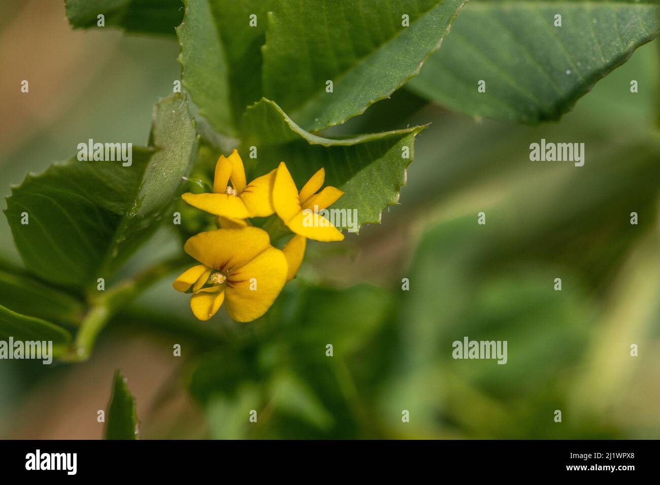 Medicago polymorpha, Burclover Plant in Flower Stock Photo - Alamy