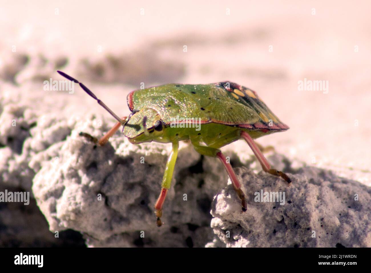 Nezara viridula vegetable hi-res stock photography and images - Alamy