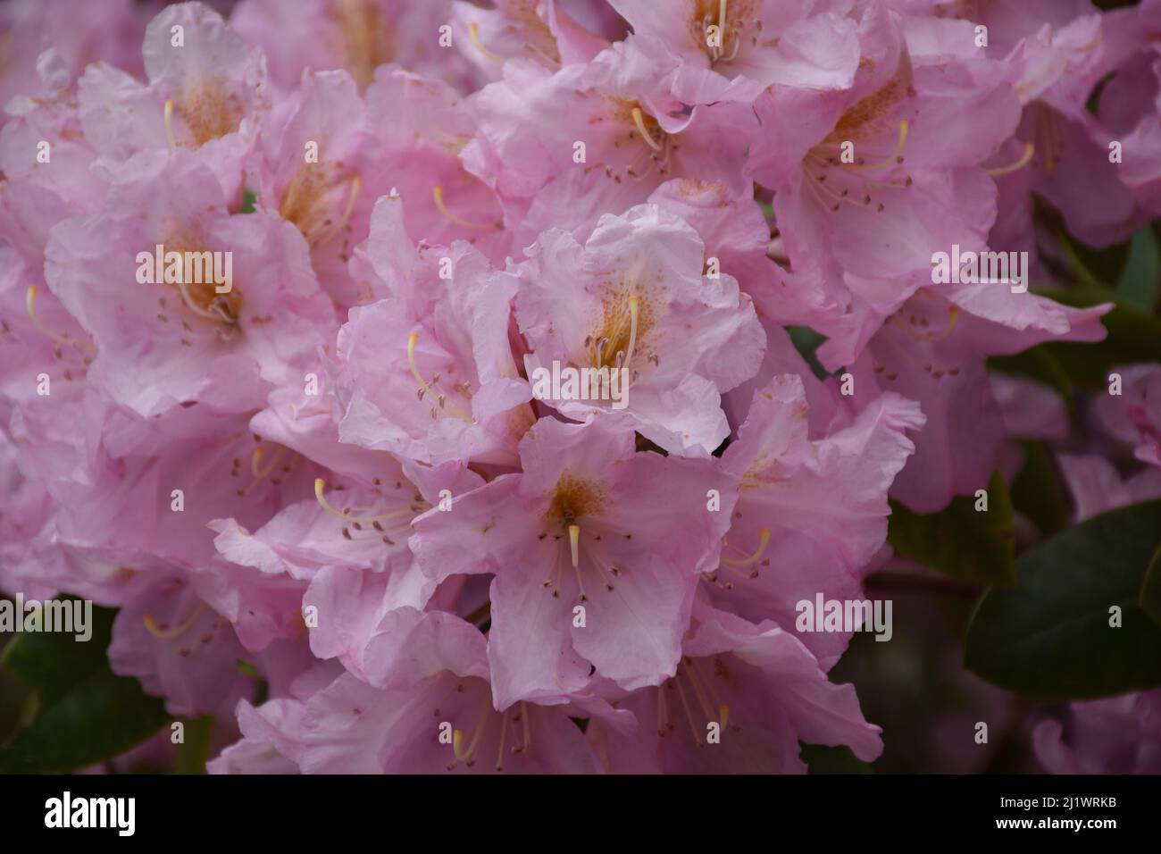 Wall of gorgeous light pink flowering rhododendrons in bloom in the ...