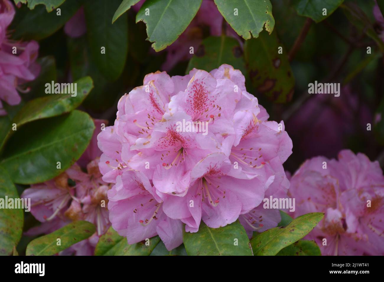 Pretty pink rhododendron bush blooming and flowering in the spring ...