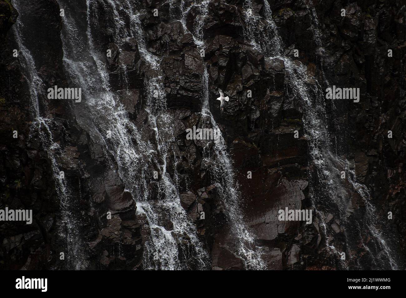 The birds flying around a beautiful waterfall in Iceland Stock Photo ...
