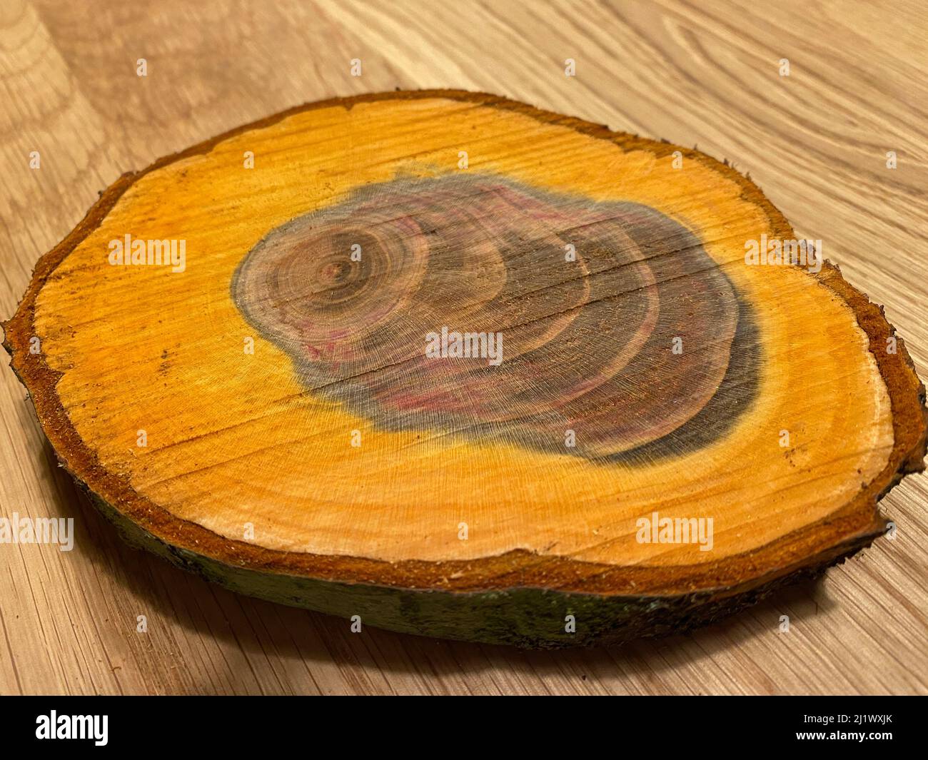 Tree Slice, Cross-section Of Cherry Tree Trunk With Grown Shell Pattern ...