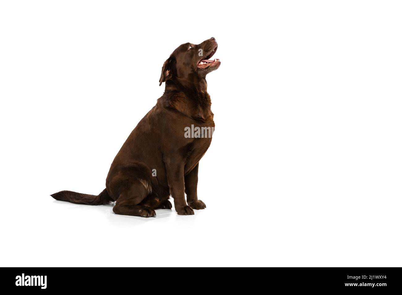 Dog snarl vet hi-res stock photography and images - Alamy