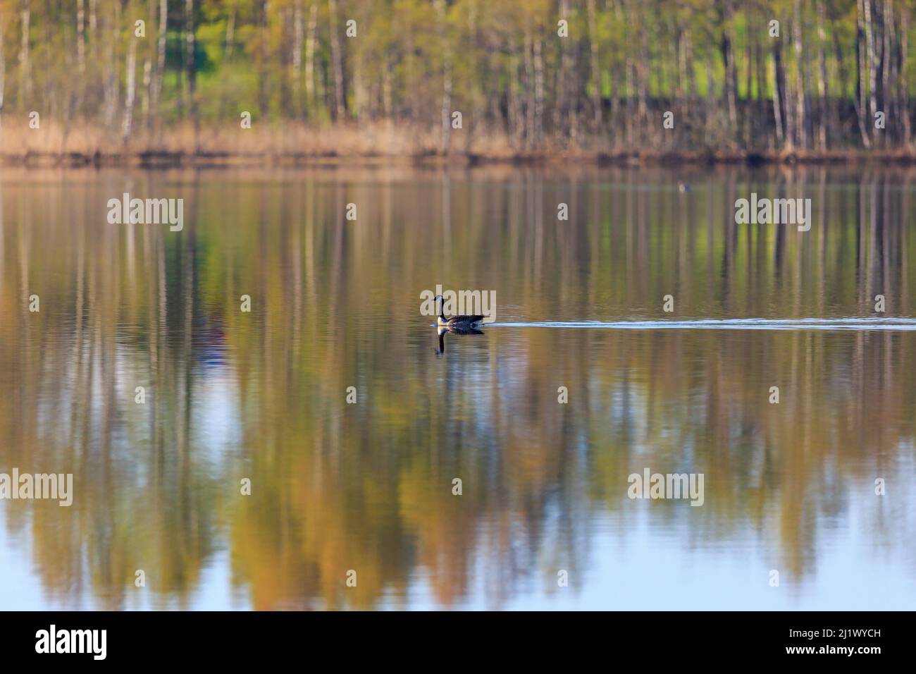 Reflections of geese hi-res stock photography and images - Alamy