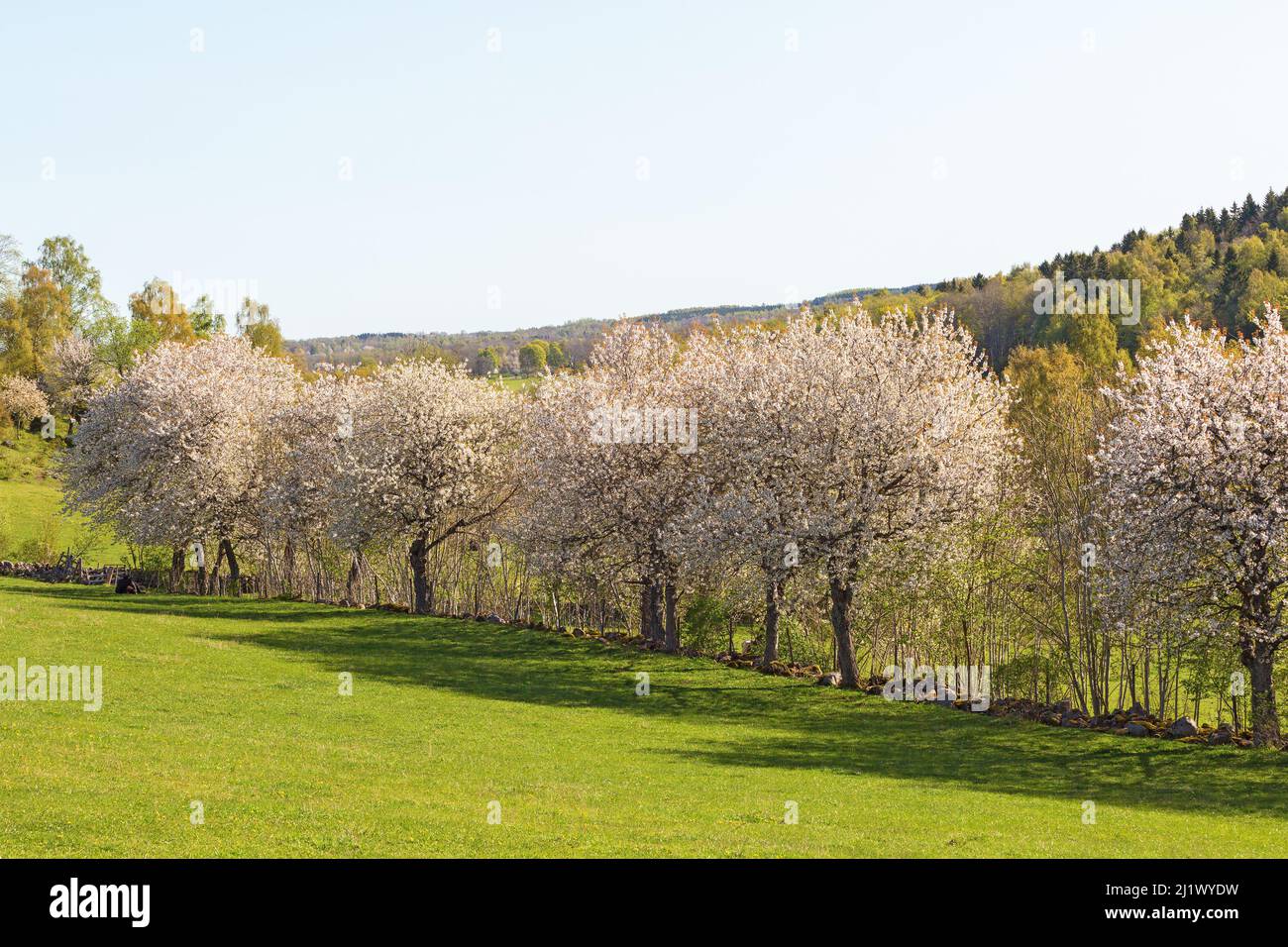 Flowering cherry trees in spring at the field Stock Photo - Alamy