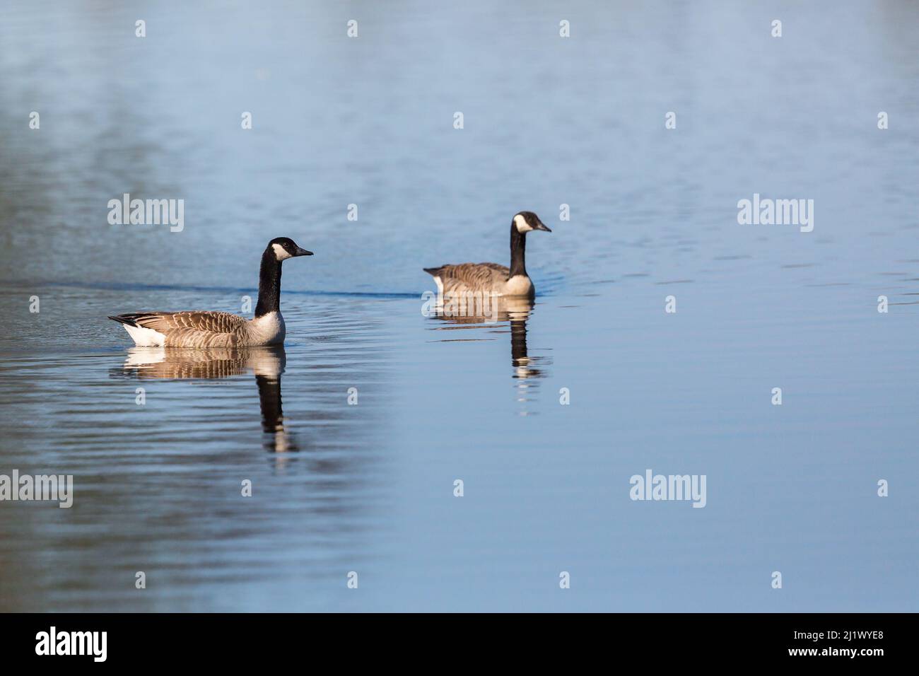 Birds wildlife geese swimming hi-res stock photography and images - Alamy
