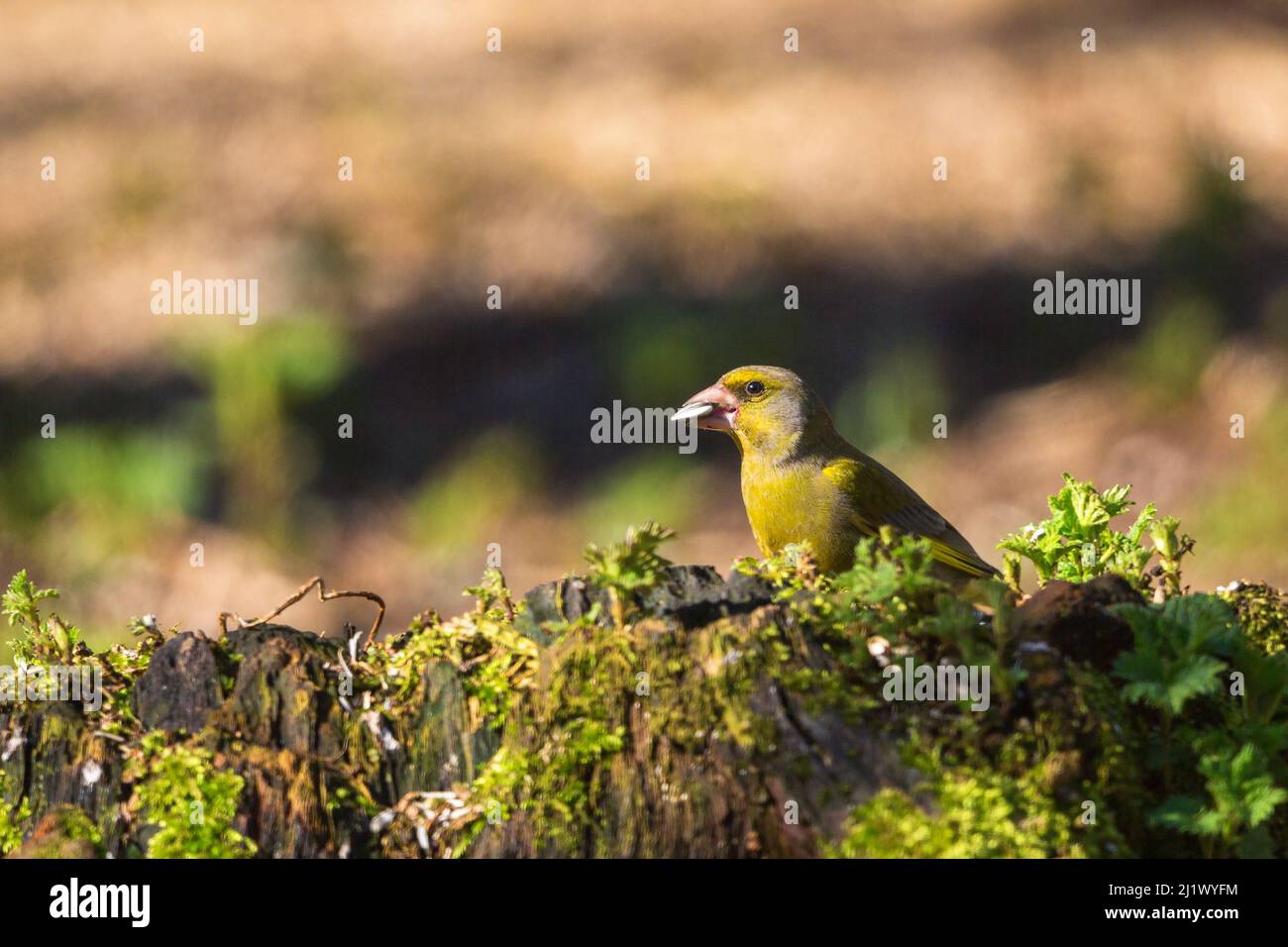 Greenfinch on a tree stump with sunflower seed Stock Photo - Alamy