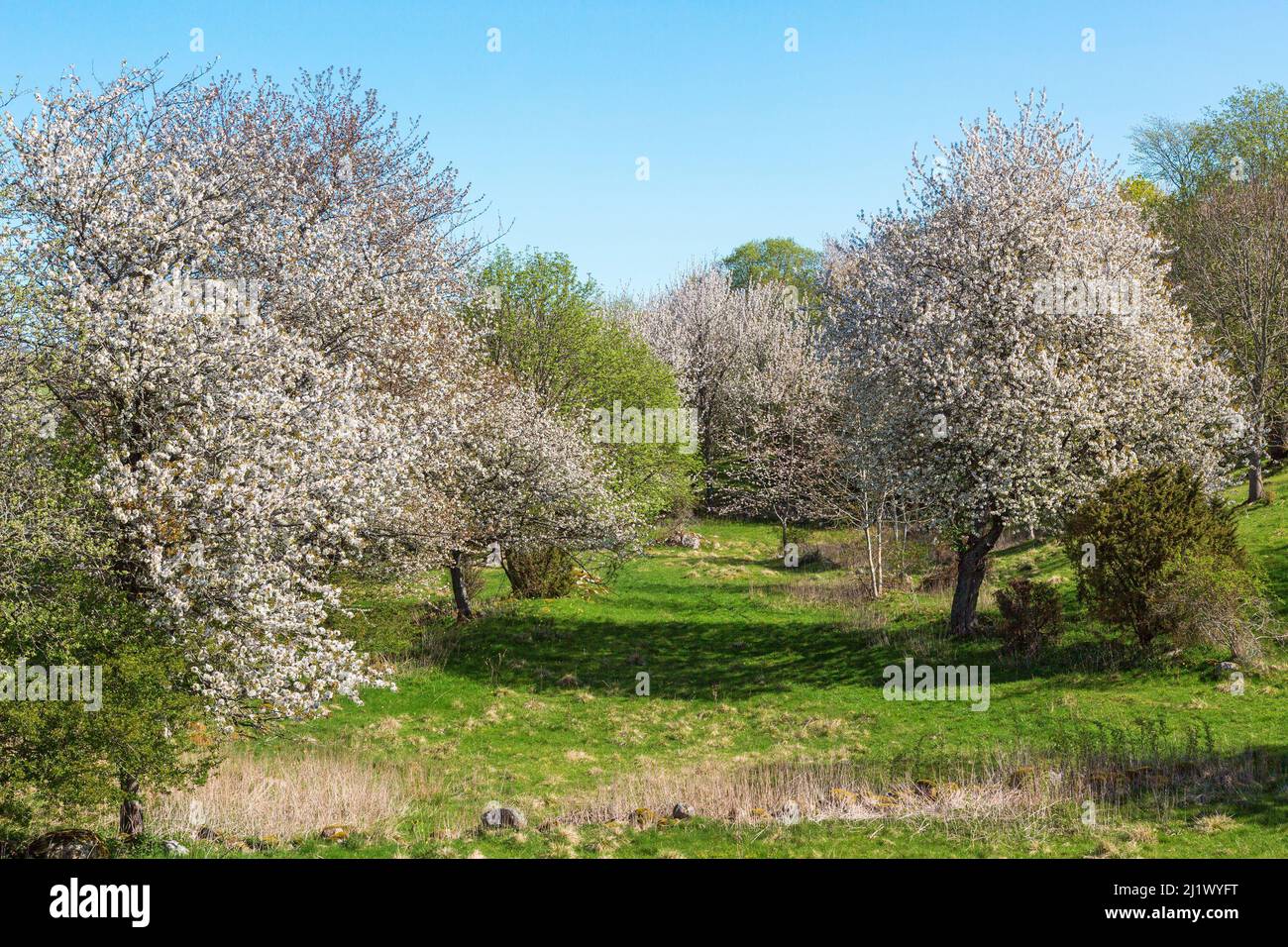 Trees in full cherry hi-res stock photography and images - Alamy