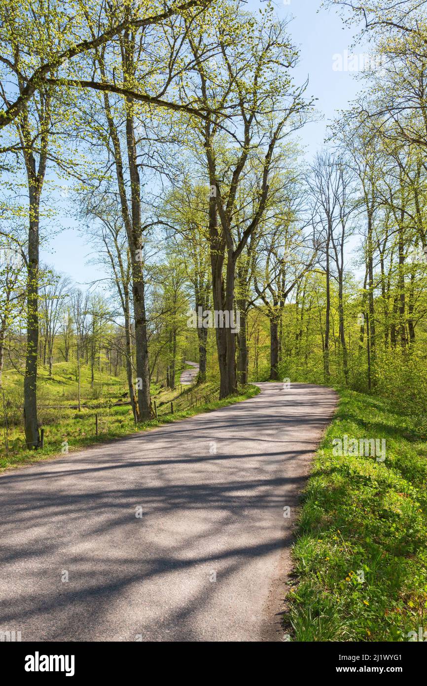 Curvy road through deciduous forest Stock Photo - Alamy