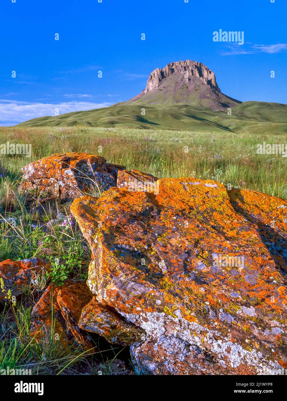 Prairie lichen hi-res stock photography and images - Alamy