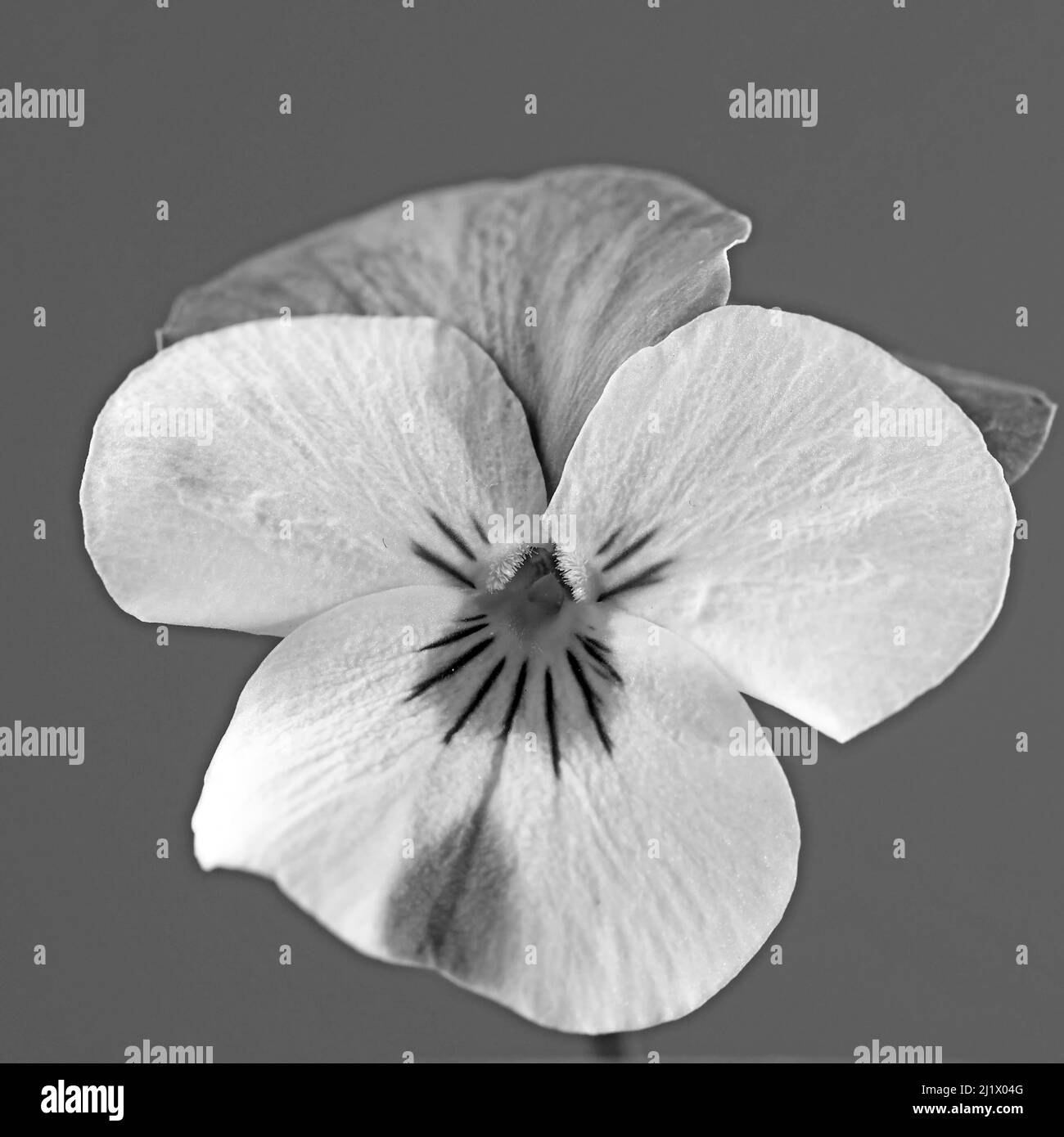Close-up of horned violet (Viola cornuta) flower in black and white ...