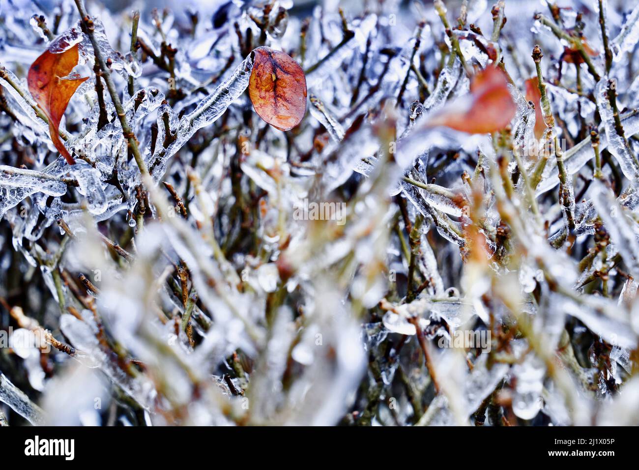 Ice on a frozen leaf Stock Photo - Alamy