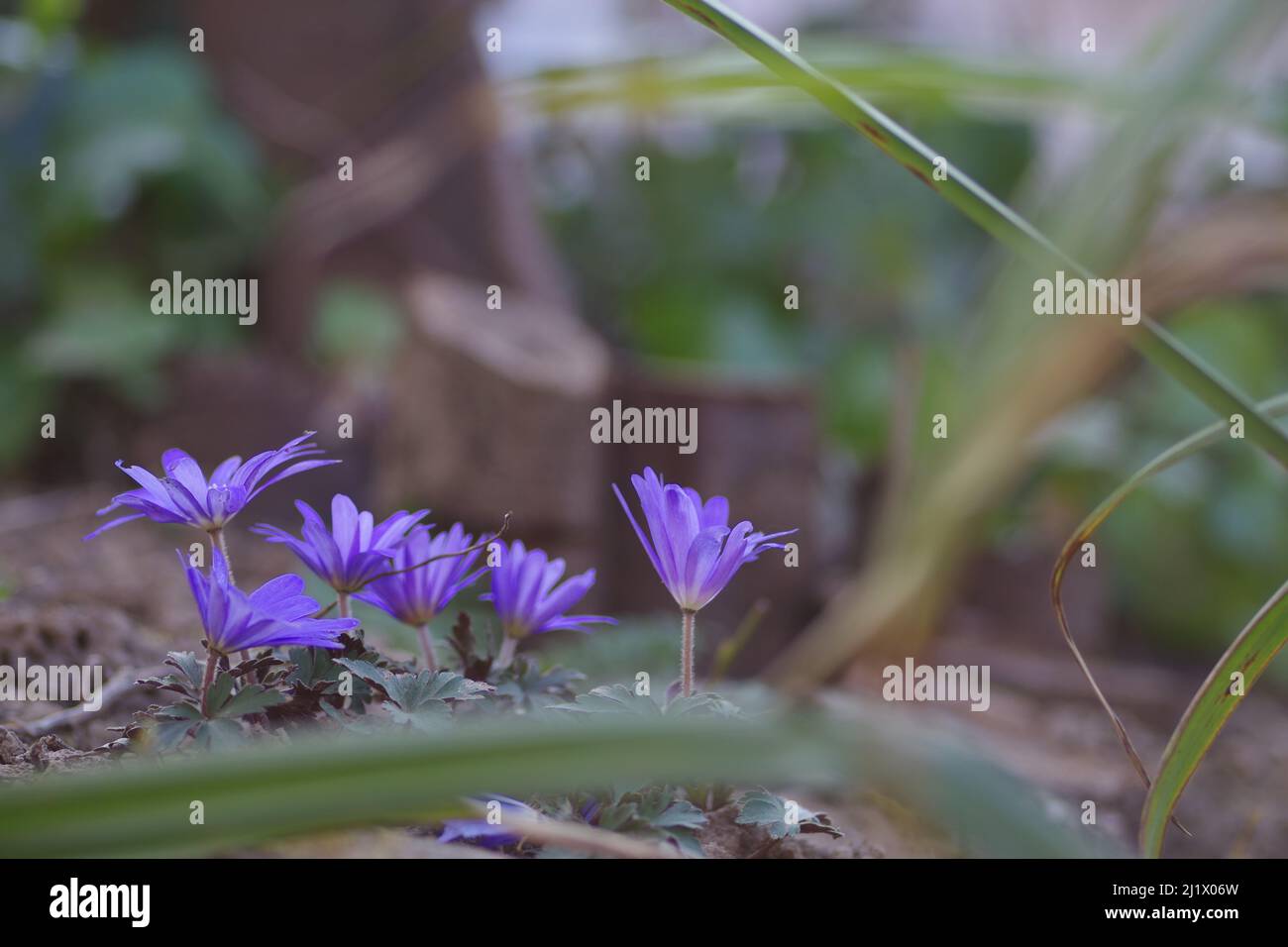 Purple anemones are illuminated by the sun, surrounded by grasses and ...