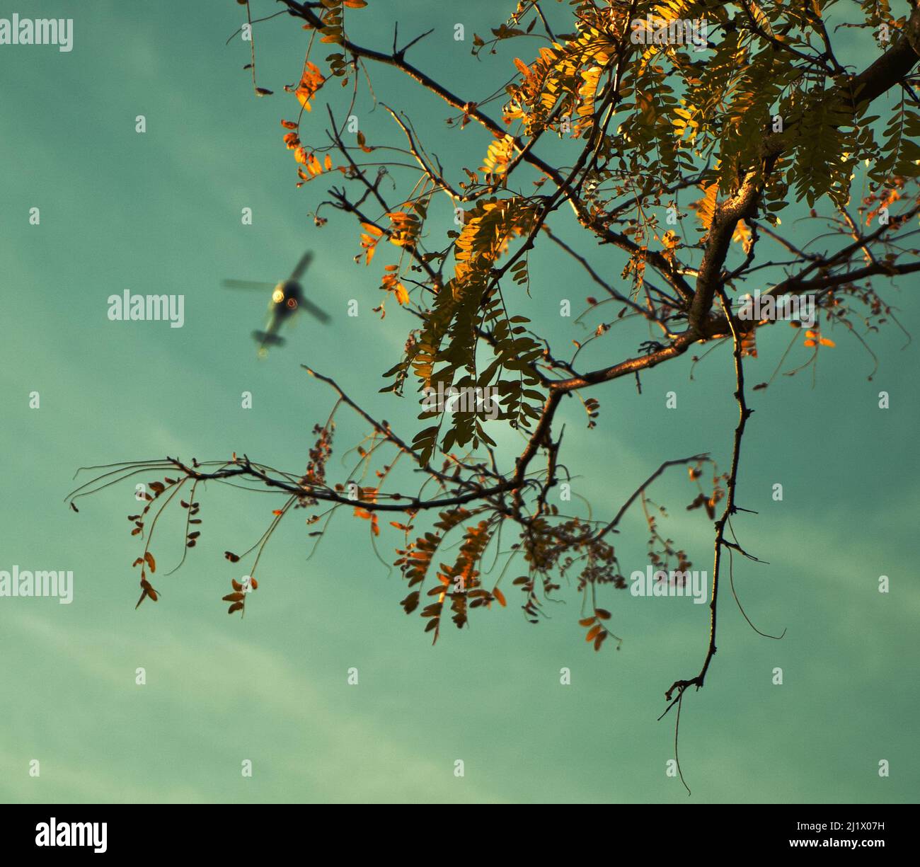 Helicopter above the trees in fall Stock Photo - Alamy