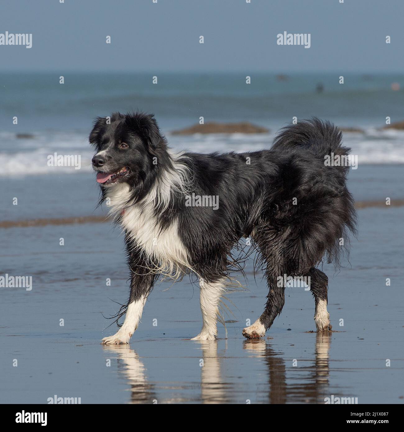 border collie on the beach Stock Photo - Alamy