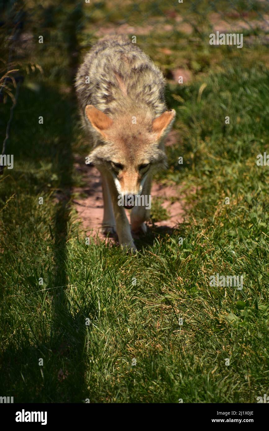 Scruffy pacing coyote feeling the heat of the summer sun Stock Photo ...