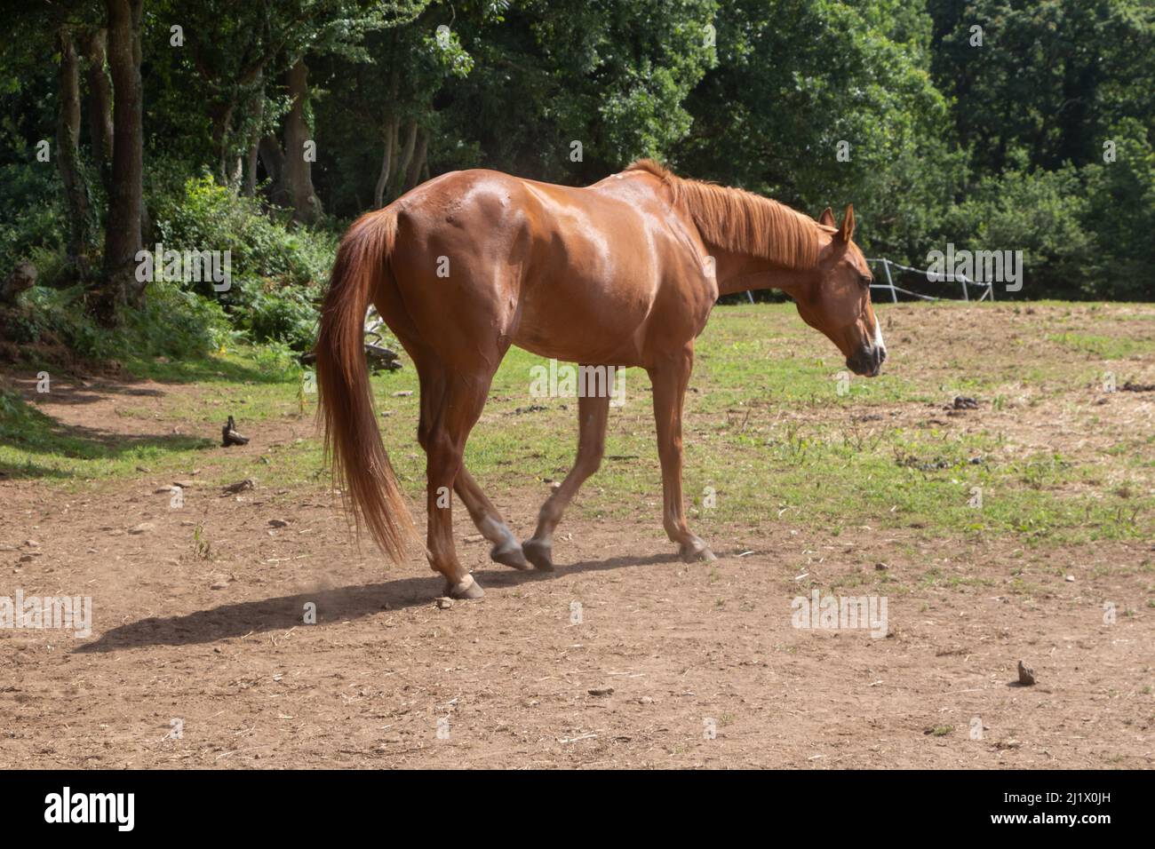 Chestnut horse walking in a field Stock Photo - Alamy