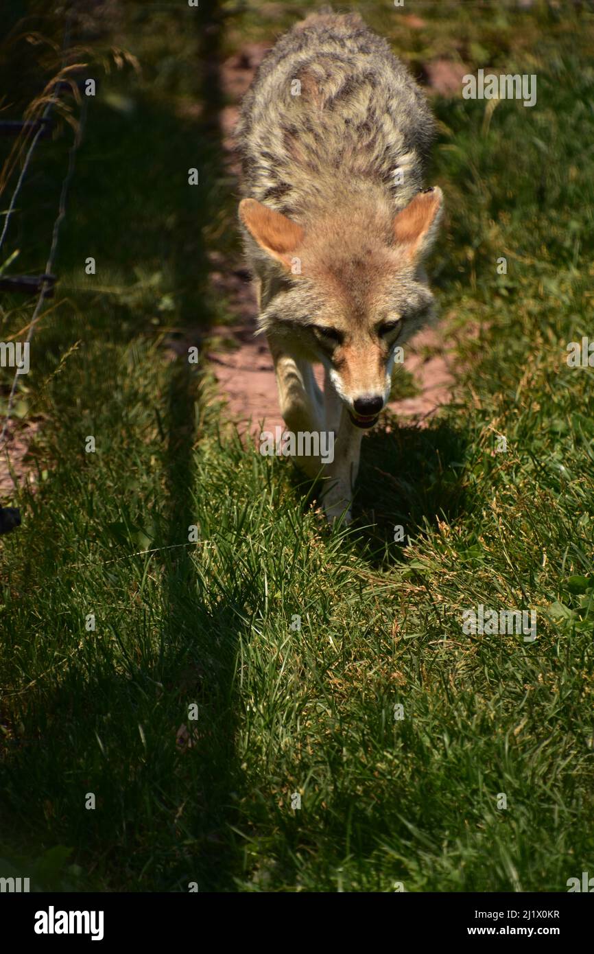 Jackal prowling hi-res stock photography and images - Alamy