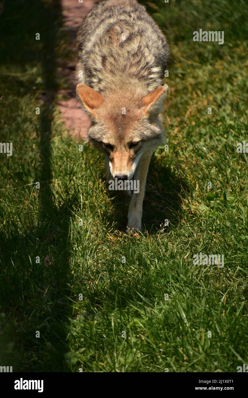 Wolf during summer hi-res stock photography and images - Alamy