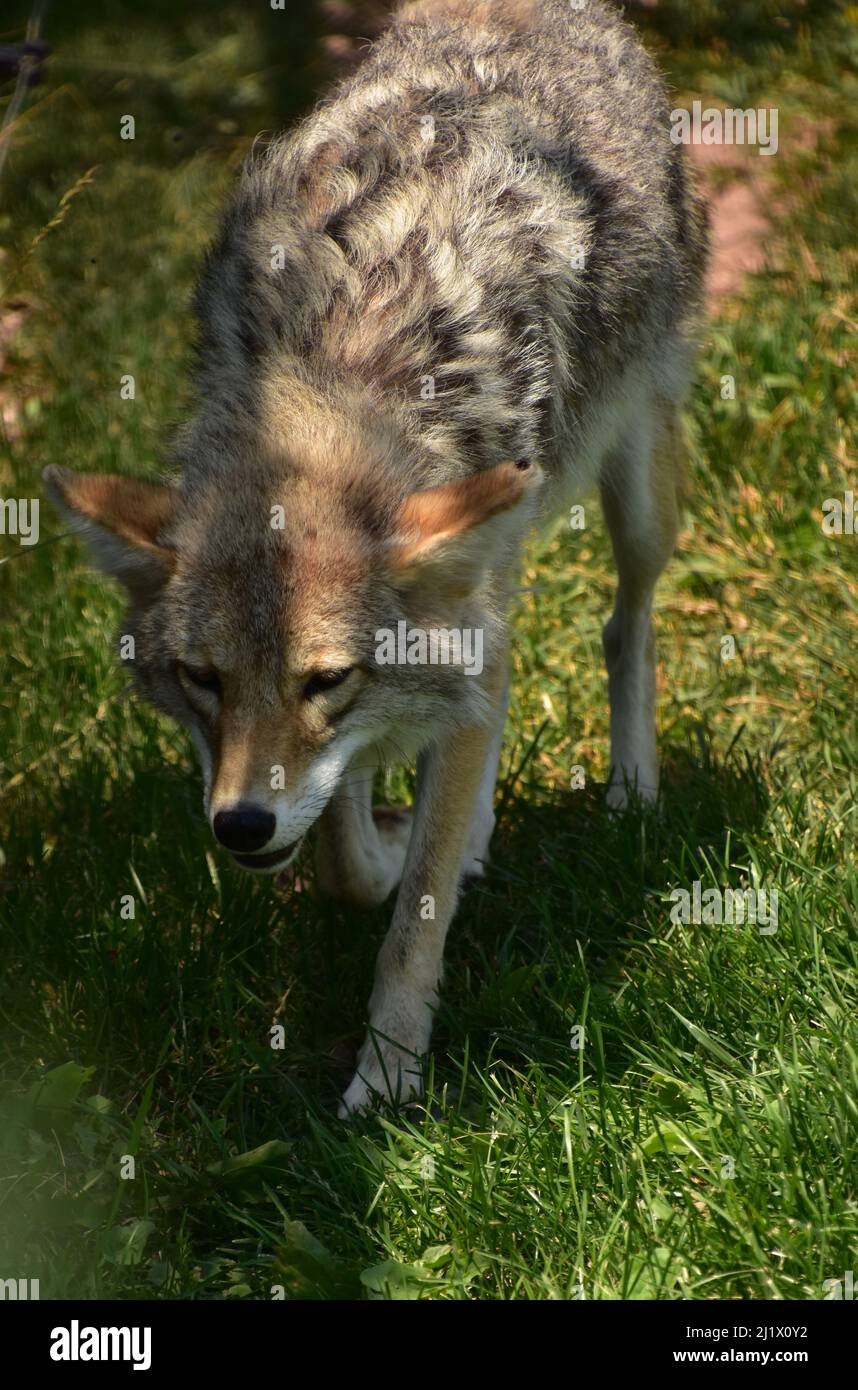 Coyote on the prowl for shade in the summer Stock Photo - Alamy