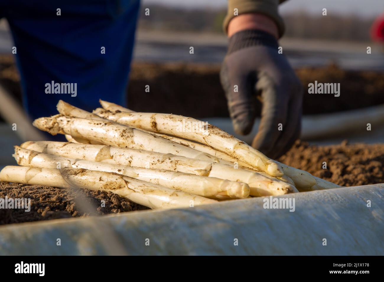 Agricultural asparagus harvest Stock Photo - Alamy