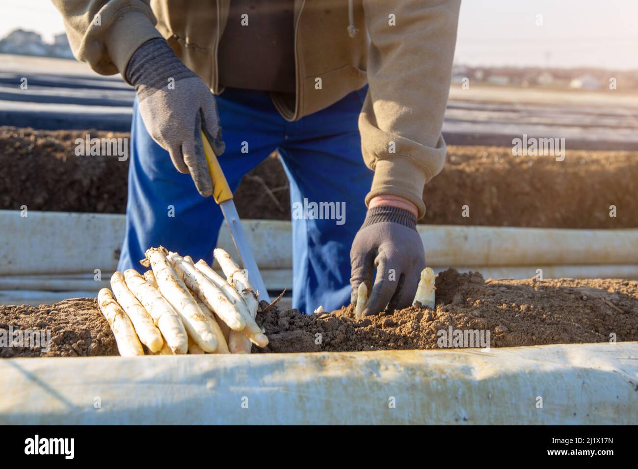 Agricultural asparagus harvest Stock Photo - Alamy
