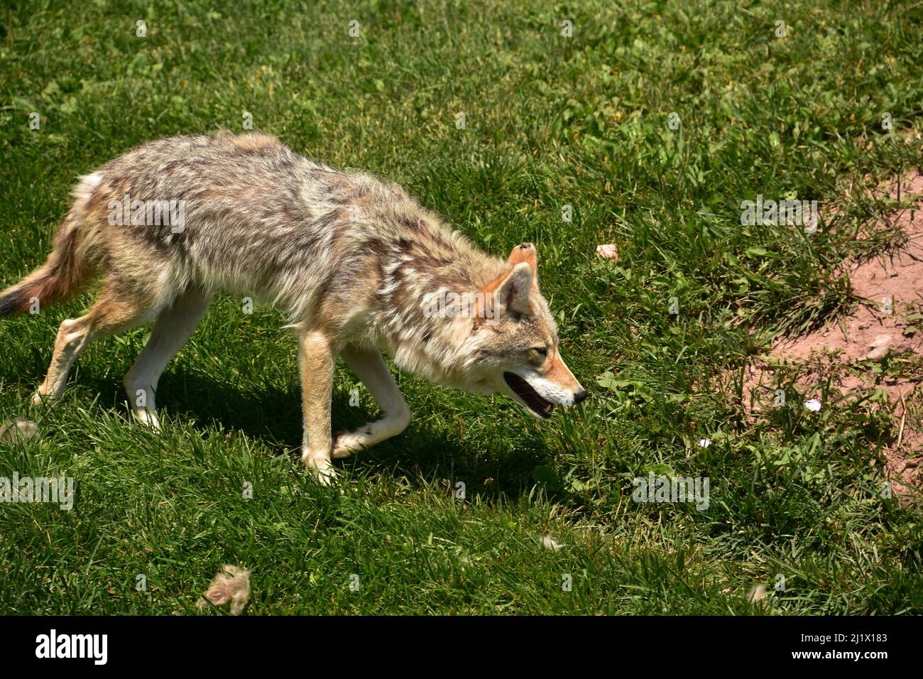 Scruffy coyote slinking down a small hill during the summer Stock Photo ...