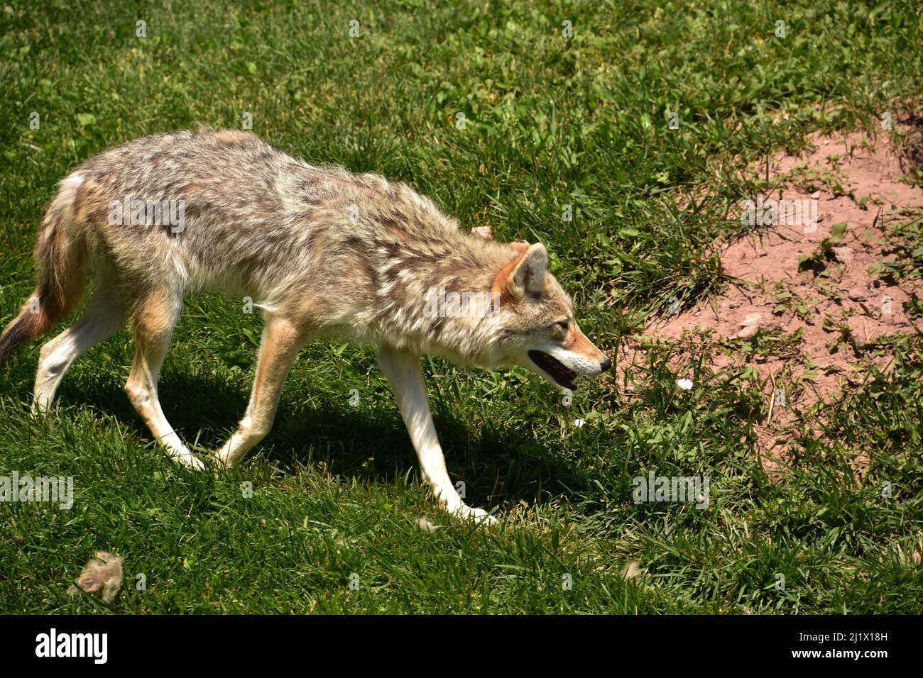 Wild prairie wolf also known as a coyote in South Dakota Stock Photo ...