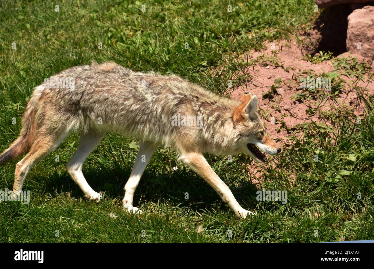 Wild scruffy coyote on a hot summer day Stock Photo - Alamy