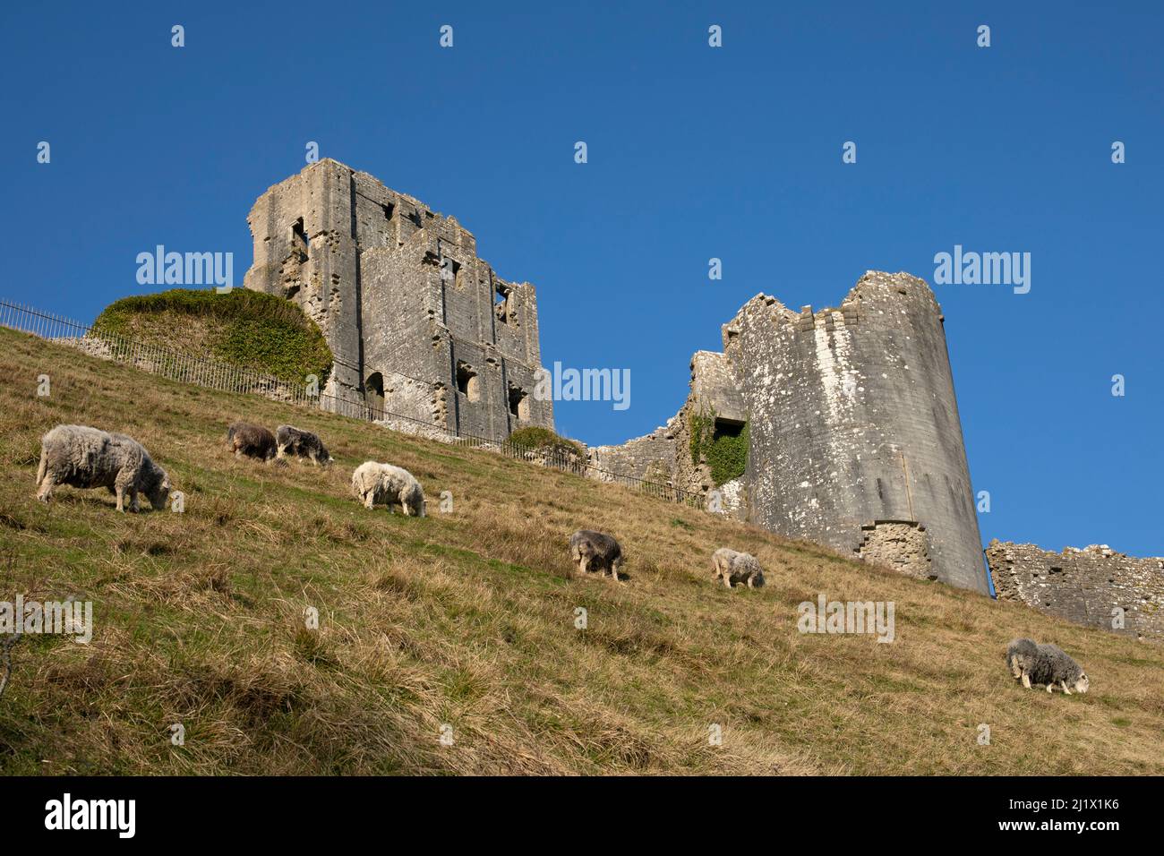 Steam train corfe castle hi-res stock photography and images - Alamy