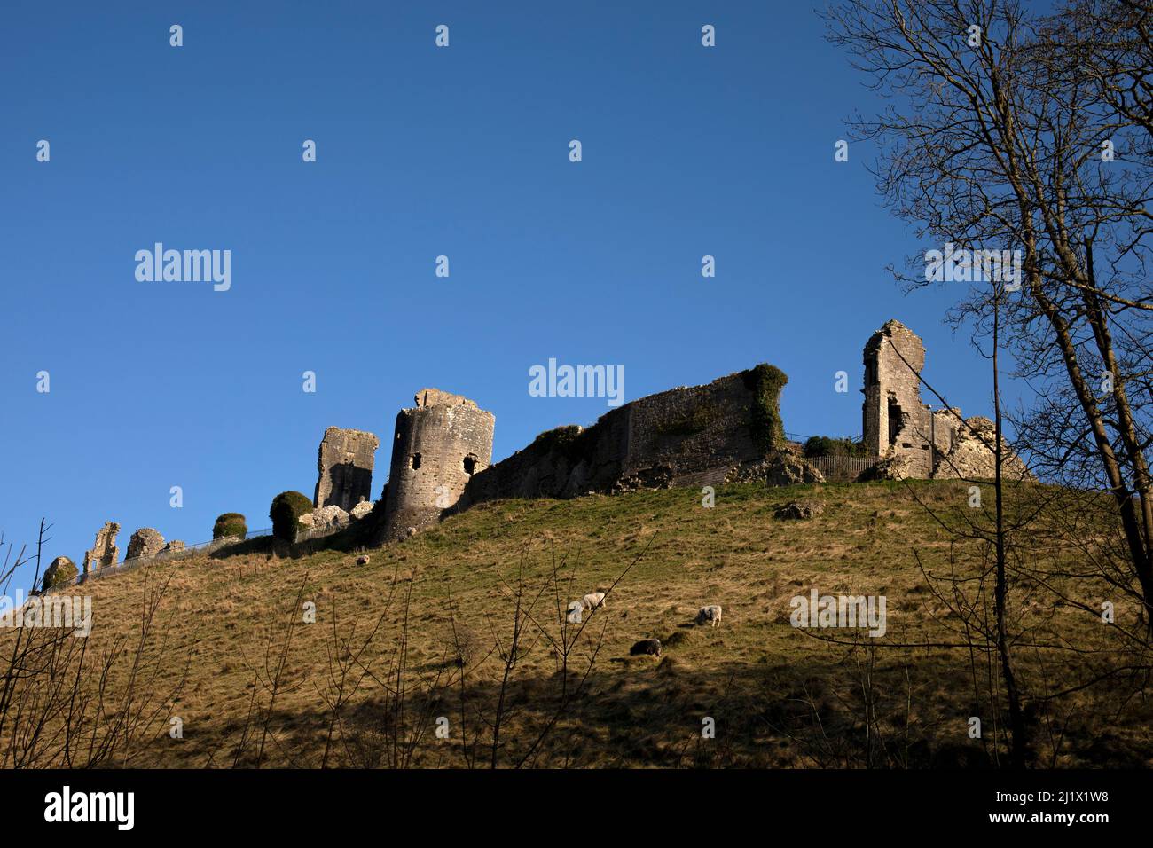 Sheep grazing castle hill hi-res stock photography and images - Alamy