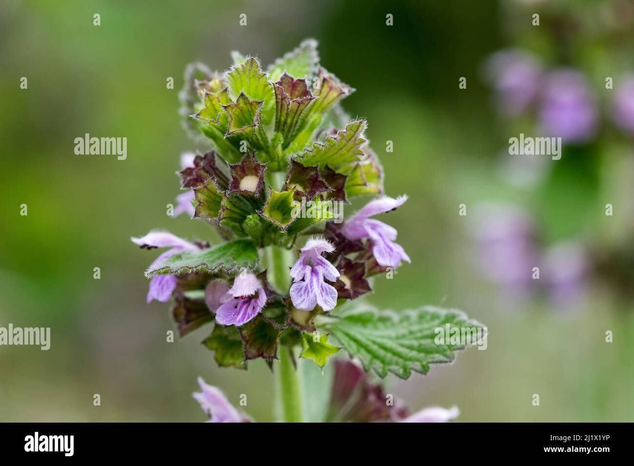 Black horehound Ballota nigra growing on the slopes on the Great Ormes ...