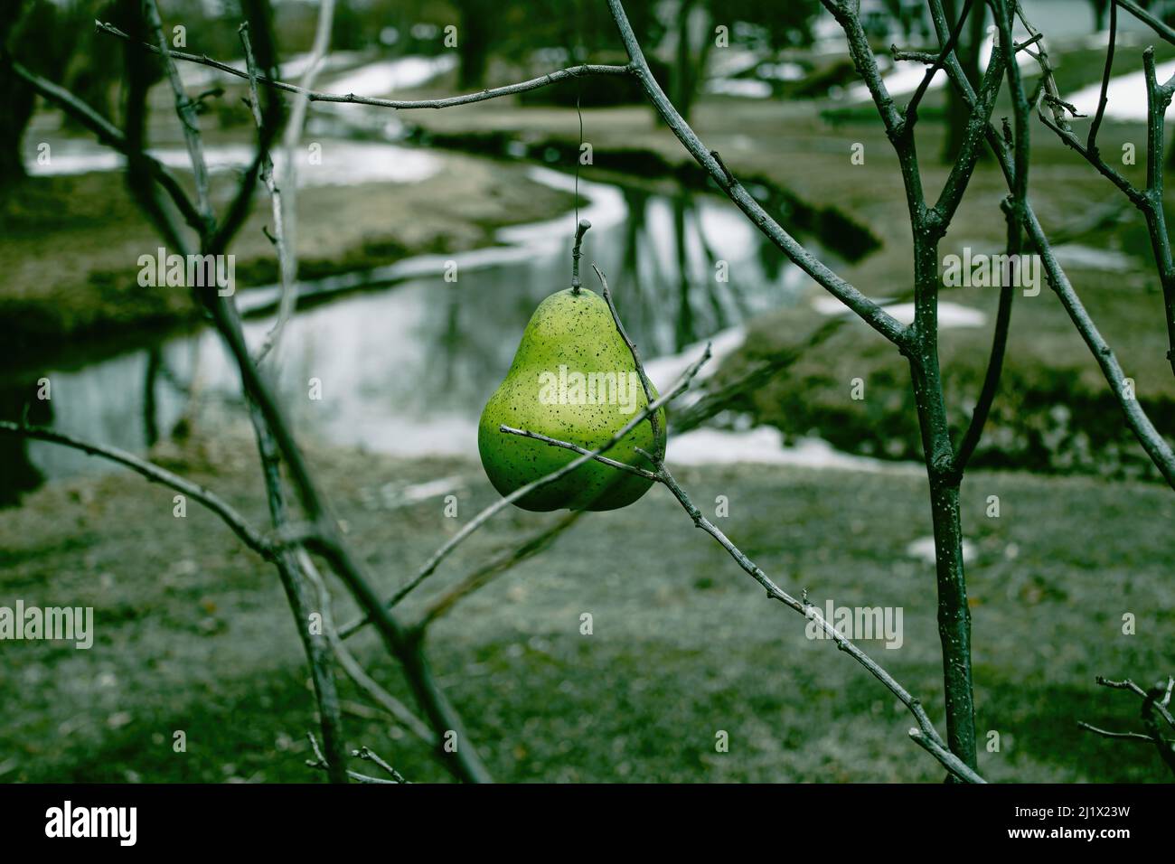 Pear art tree hi-res stock photography and images - Alamy