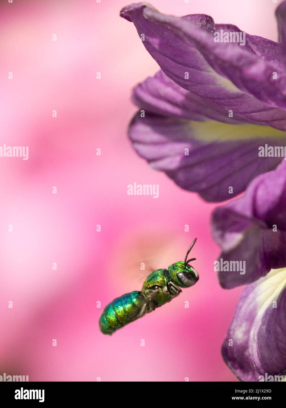 A macro shot of a glitter wasp flying near a purple flower against a ...
