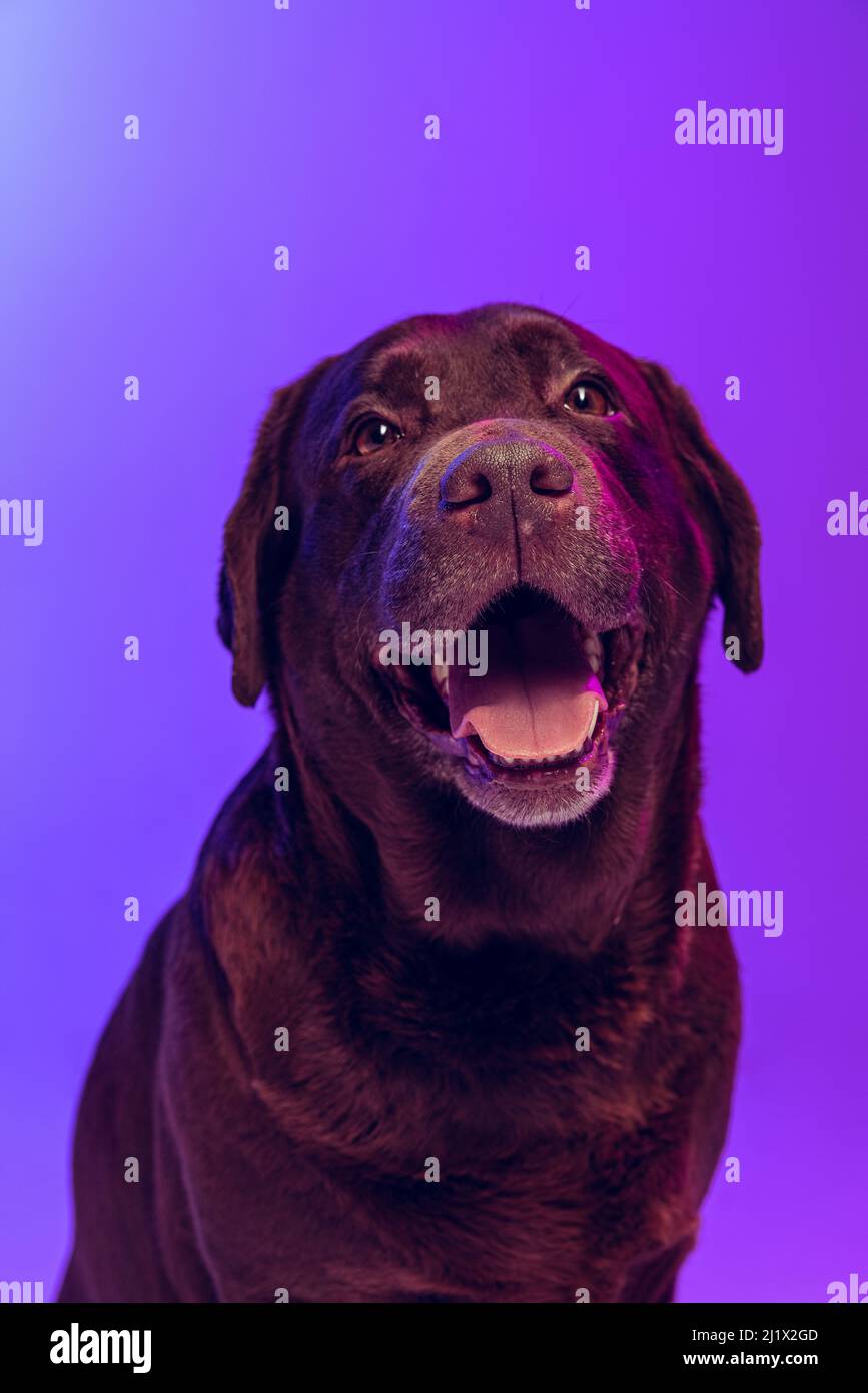 One beautiful chocolate color labrador, purebred dog posing isolated on ...