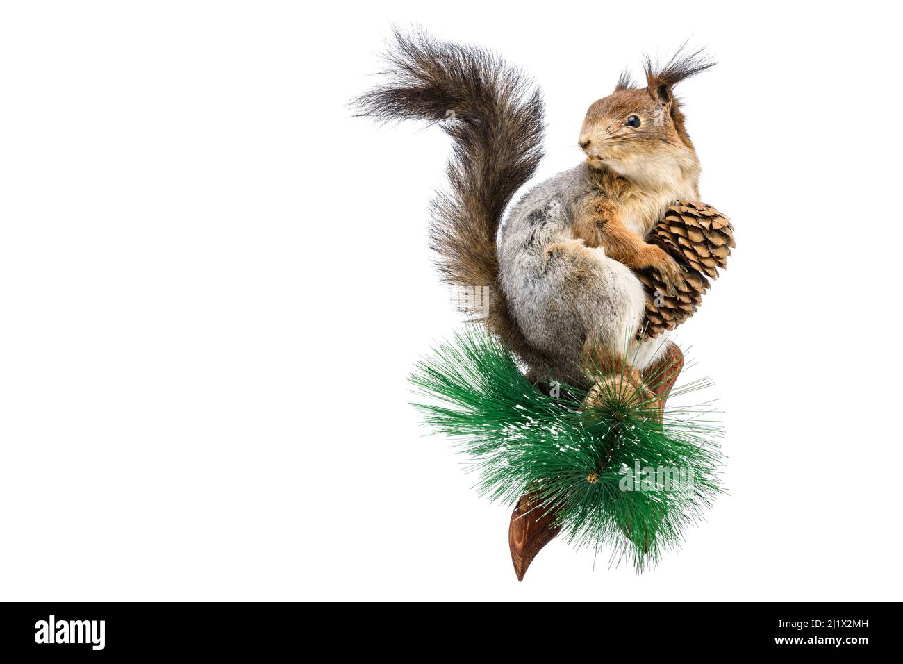 Stuffed Taxidermy Squirrel on branch mount of decorative wall panel on ...