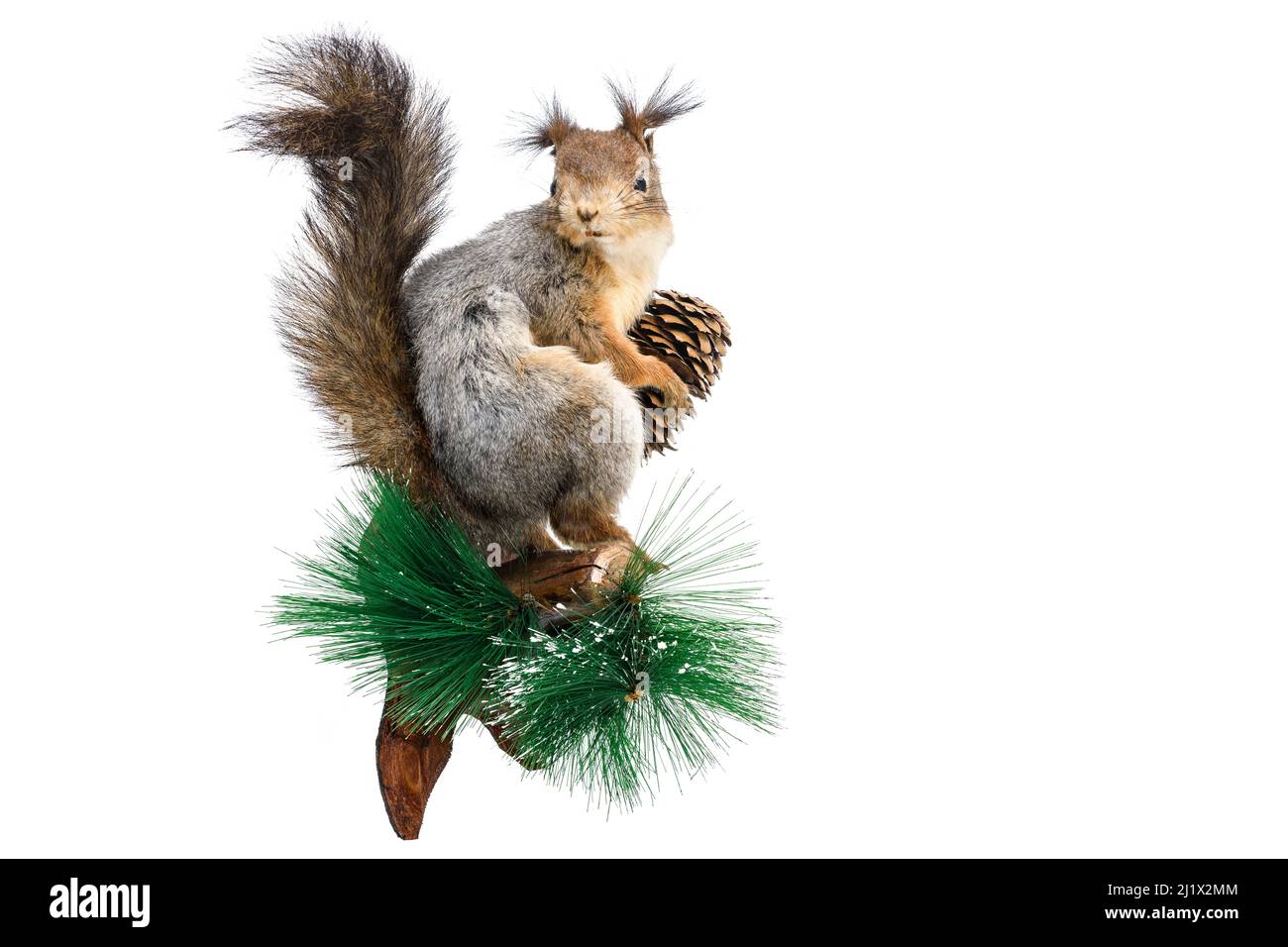 Stuffed Taxidermy Squirrel on branch mount of decorative wall panel on ...