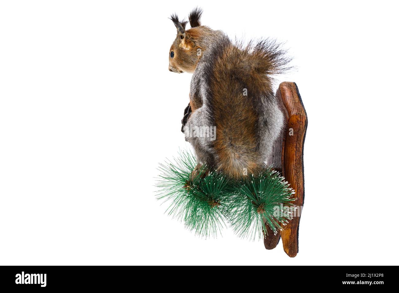 Stuffed Taxidermy Squirrel on branch mount of decorative wall panel on ...