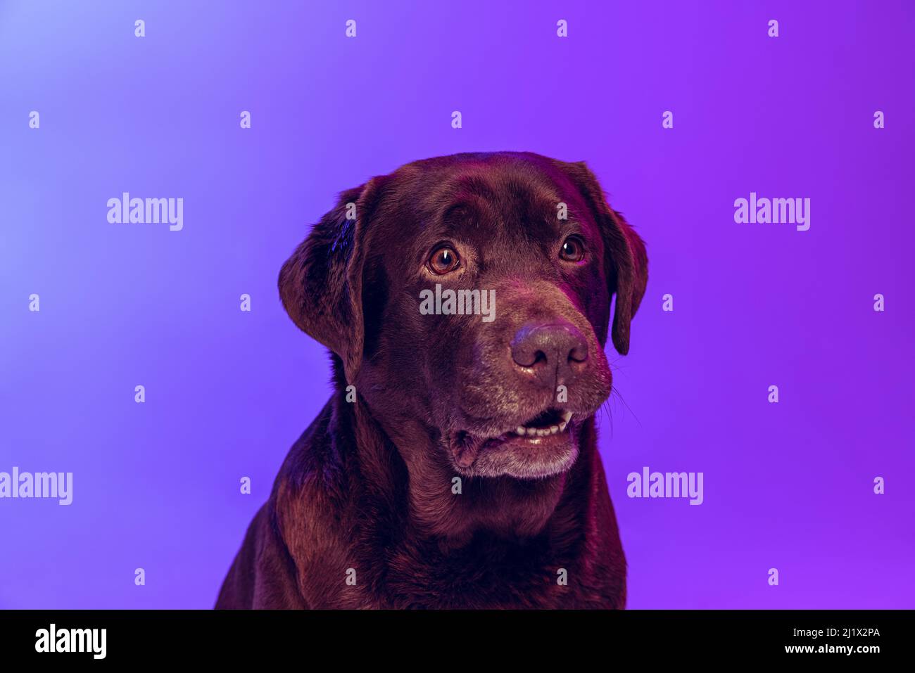 One beautiful chocolate color labrador, purebred dog posing isolated on ...