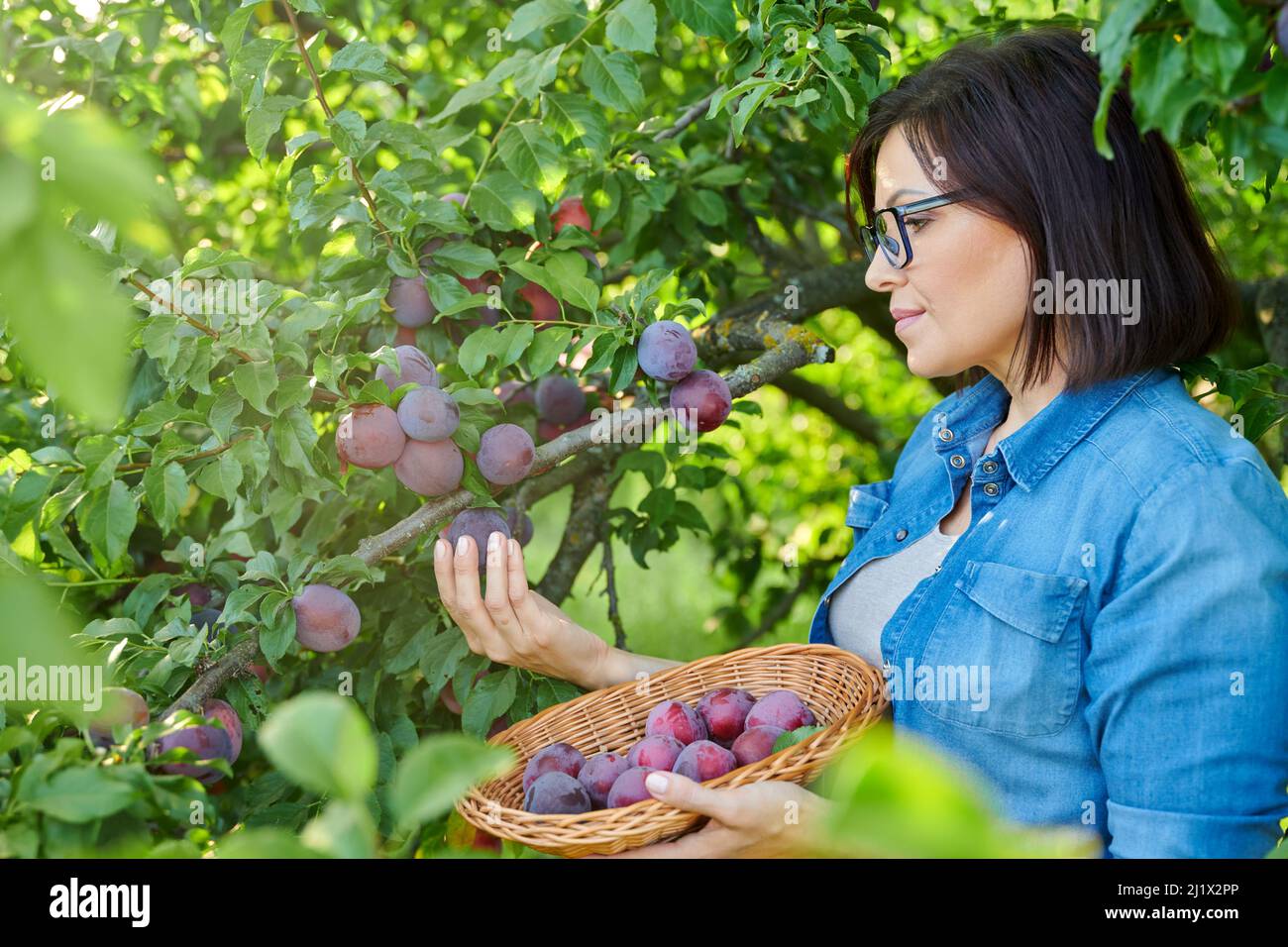 Woman picking ripe plums from tree in basket Stock Photo - Alamy