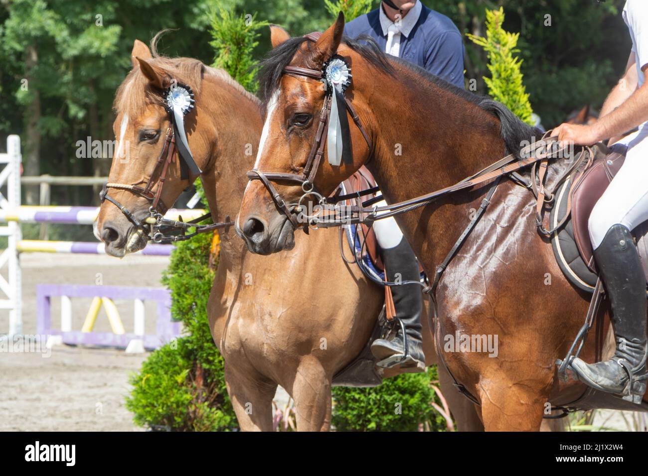 Chestnut men hi-res stock photography and images - Alamy