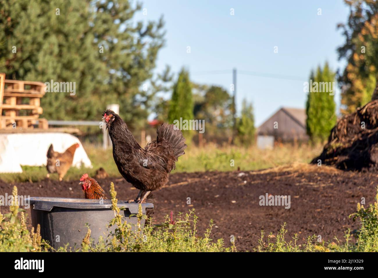 Chicken bird walking outdoors in the dirt of natural poultry farm ...