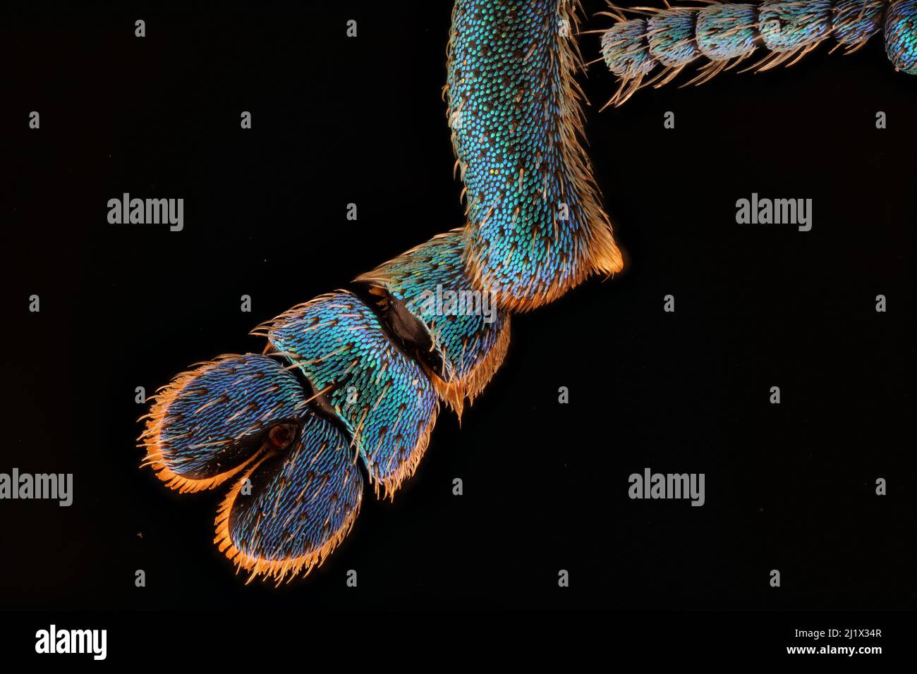 A high magnification of blue-banded weevil beetle leg on a dark ...