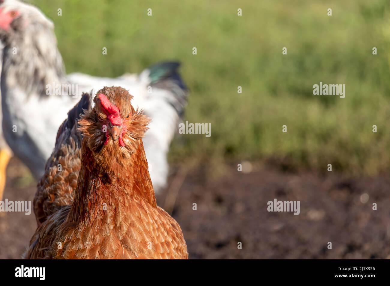 Chicken bird walking outdoors in the dirt of natural poultry farm ...